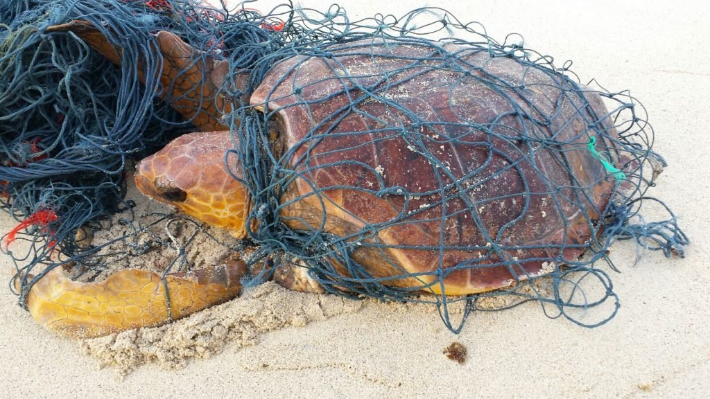 IOTN30-03-FIRST ENCOUNTER OF A STRANDED LOGGERHEAD MARINE TURTLE ...