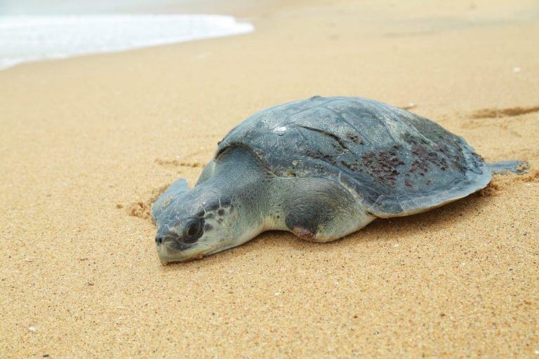 IOTN30-04-ON THE RESCUE AND REHABILITATION OF AN OLIVE RIDLEY TURTLE ...