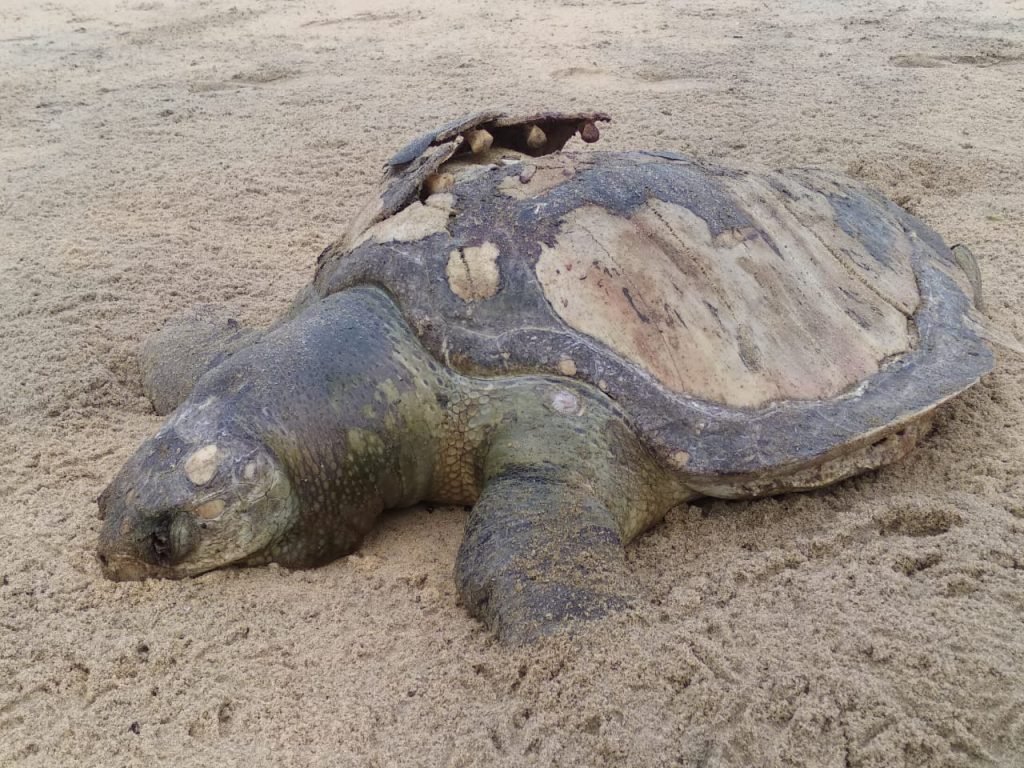 IOTN30-05-STRANDED OLIVE RIDLEY TURTLE ON EDAKKAZHIYUR BEACH, CHAVAKKAD ...
