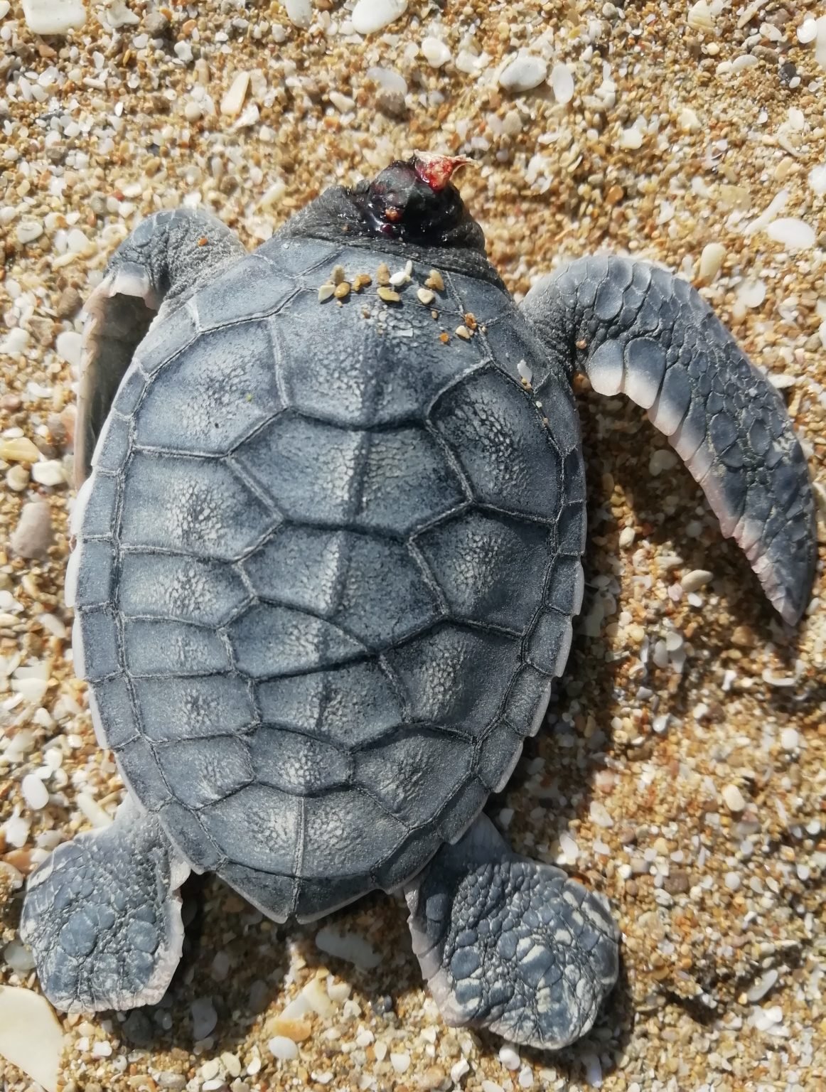 IOTN34-03-FUEL SMUGGLING AN EMERGING THREAT FOR GREEN TURTLES AT DARAN ...