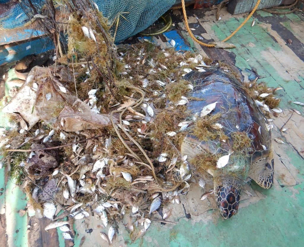 IOTN34-06-RESCUE OF A GREEN SEA TURTLE CAUGHT IN A MIDWATER TRAWL ALONG ...