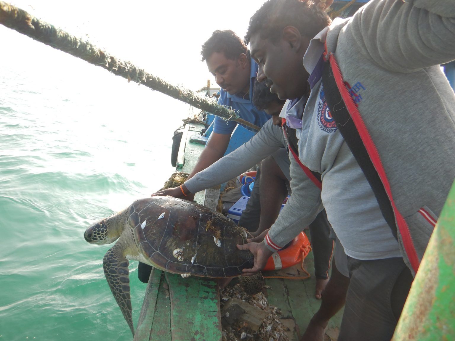 IOTN34-06-RESCUE OF A GREEN SEA TURTLE CAUGHT IN A MIDWATER TRAWL ALONG ...