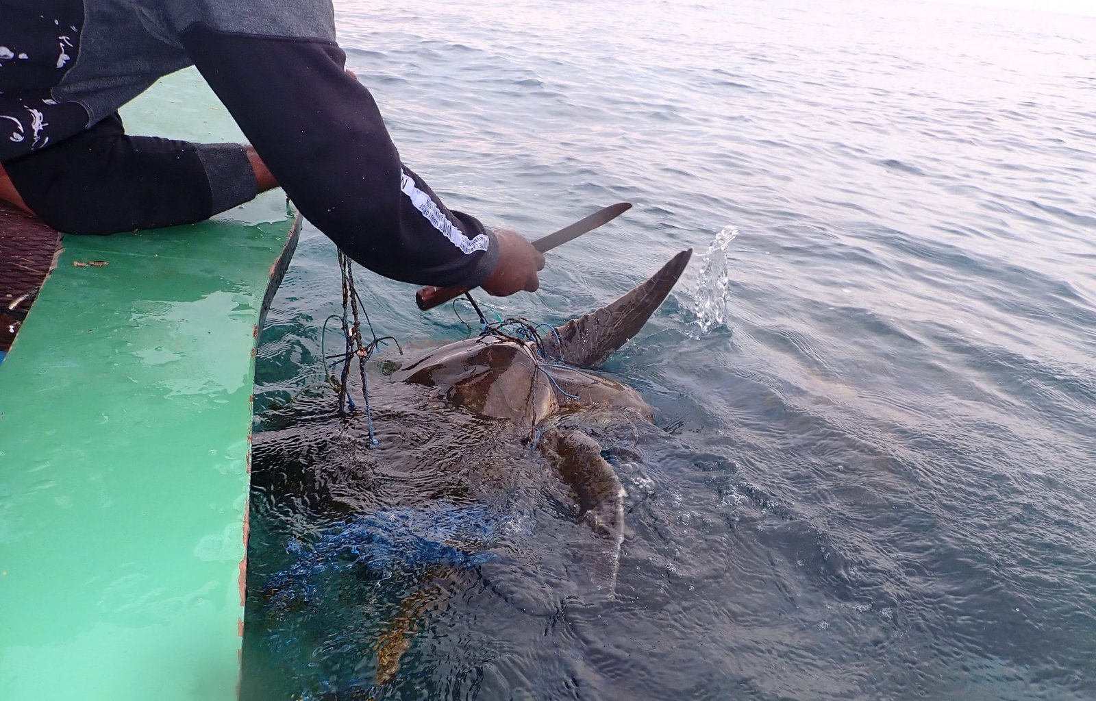 IOTN36-02-OLIVE RIDLEY TURTLE ENTANGLEMENT IN GHOST NETS IN KAVARATTI ...