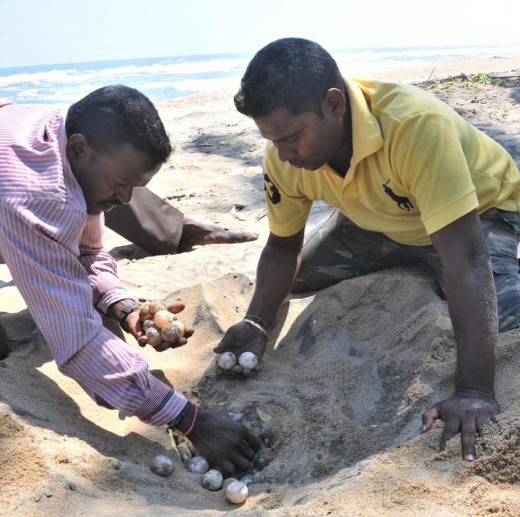 IOTN36-03-CONSERVATION OF SEA TURTLES ALONG THE PUDUCHERRY COAST OF ...