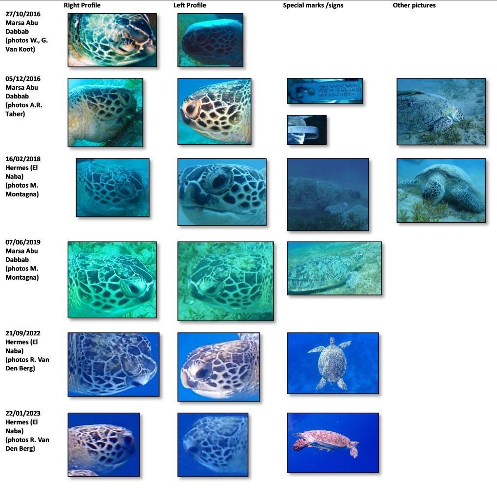 IOTN38-02-COMBINED PHOTO IDENTIFICATION AND FLIPPER TAGGING OF GREEN ...