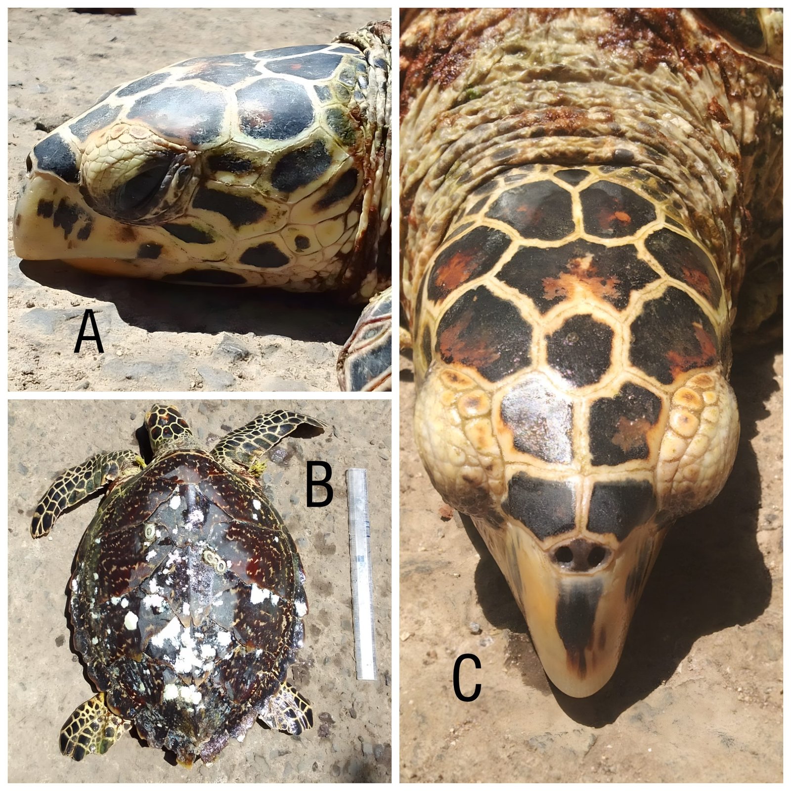 IOTN38-04-RECORD OF A HAWKSBILL SEA TURTLE AT CAR NICOBAR ISLAND ...