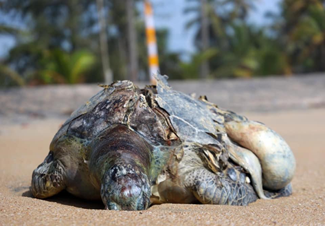 IOTN39-09-OLIVE RIDLEY SEA TURTLES WASH ASHORE DEAD BEARING VESSEL ...