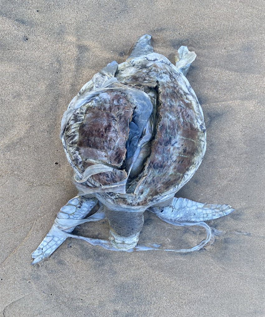 IOTN39-09-OLIVE RIDLEY SEA TURTLES WASH ASHORE DEAD BEARING VESSEL ...