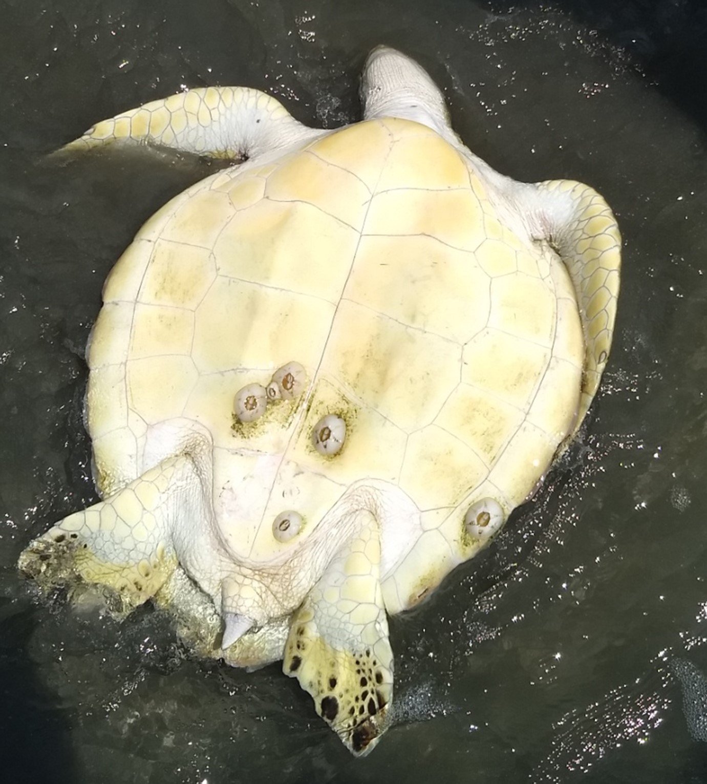 IOTN40-04-JUVENILE GREEN TURTLE STRANDED AT THIKKODI BEACH, KERALA ...