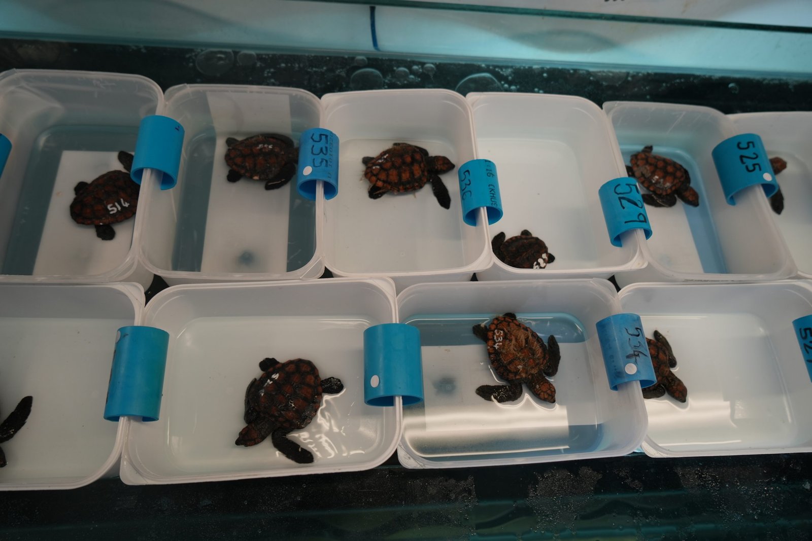 IOTN41-02-DISASTER MANAGEMENT DURING A MASS STRANDING OF LOGGERHEAD ...